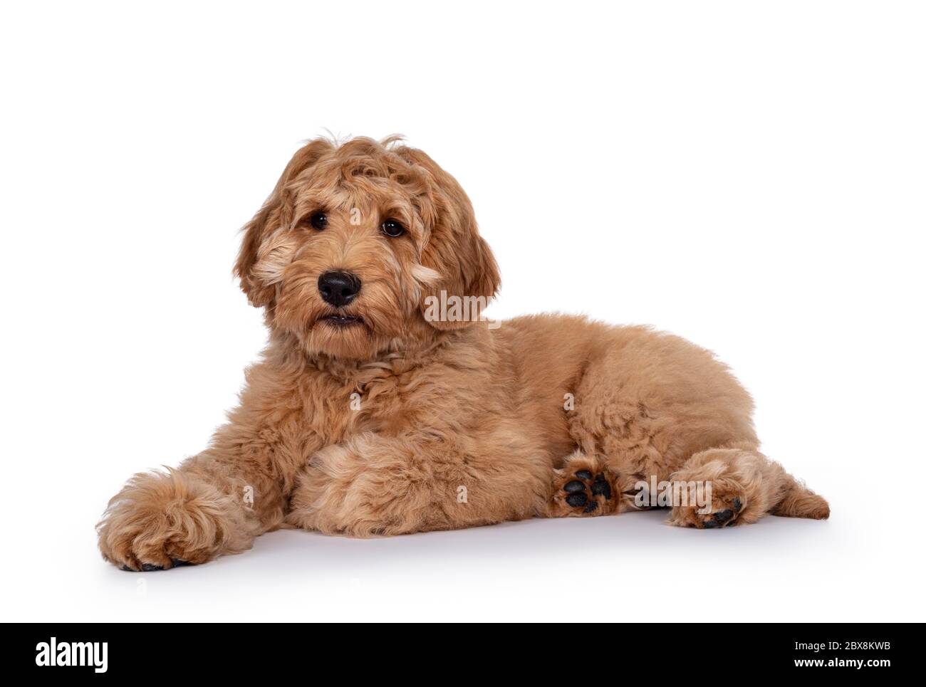 Cute 4 months young Labradoodle pup, laying down side ways. Looking ...
