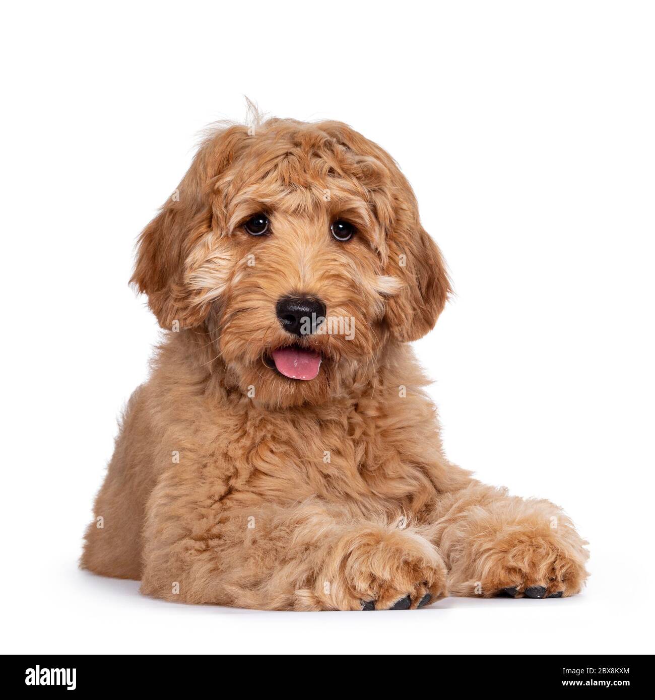 Cute 4 months young Labradoodle pup, laying down facing front. Looking ...