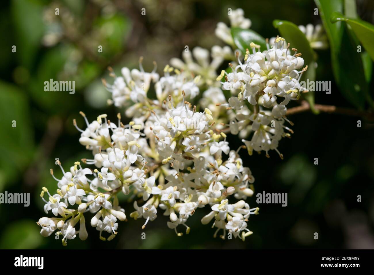 Ligustrum japonicum Texanum Stock Photo - Alamy