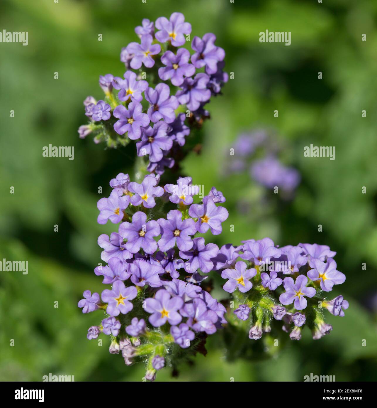 Heliotropium peruvianum (arborescens), the common heliotrope Stock ...