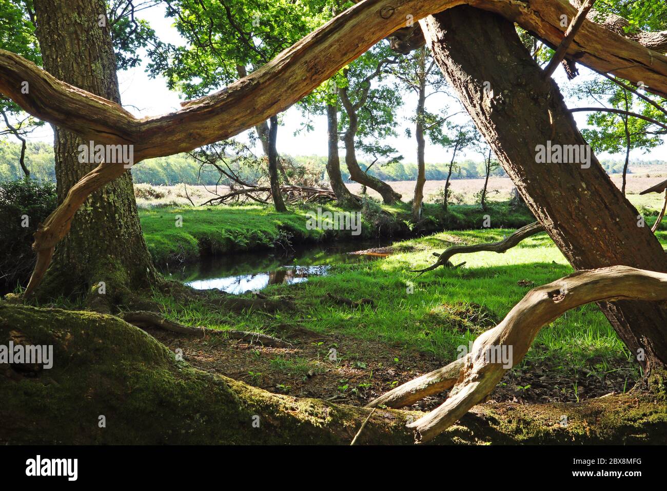 New forest Stream framed by branches Stock Photo - Alamy