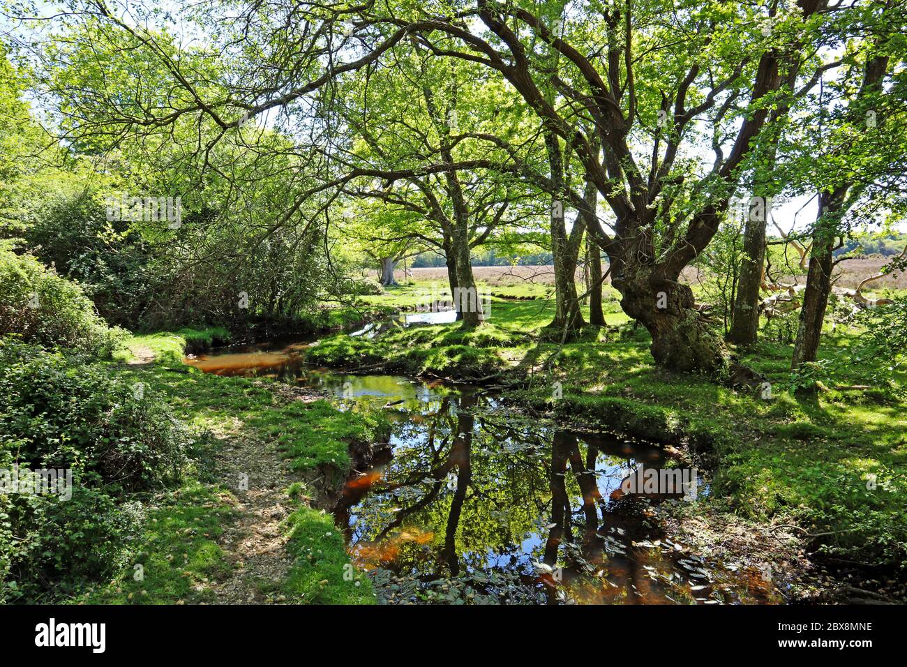 Reflecting old branch in hi-res stock photography and images - Alamy