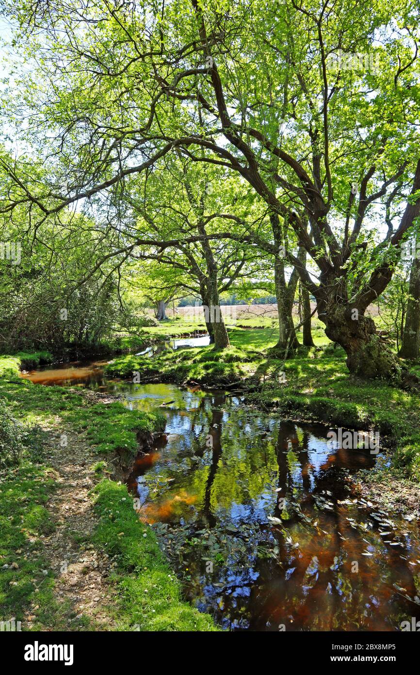 Summer forest stream Stock Photo - Alamy