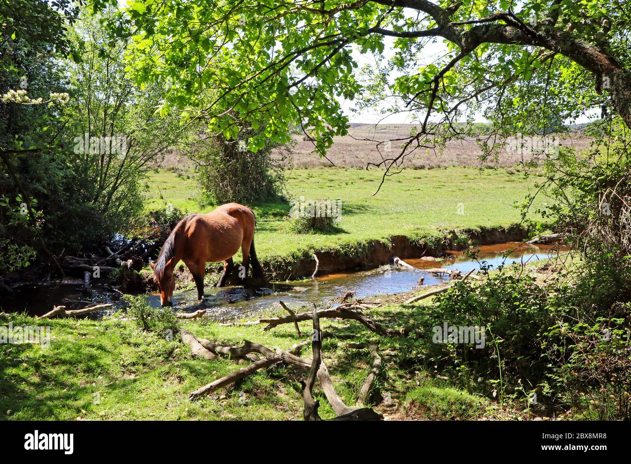 New Forest pony drinking from stream Stock Photo - Alamy