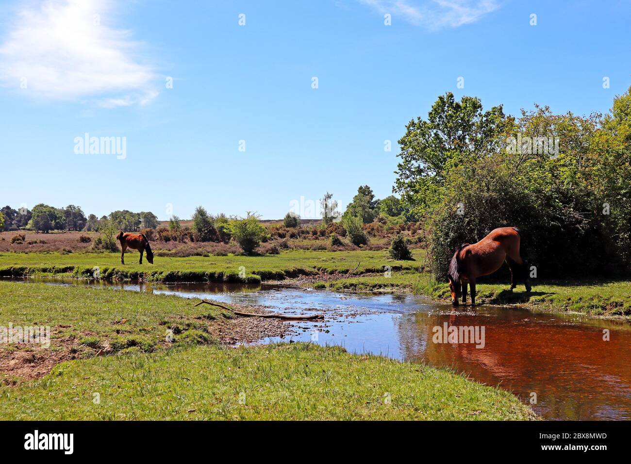 Horse drinking water from stream hi-res stock photography and images ...