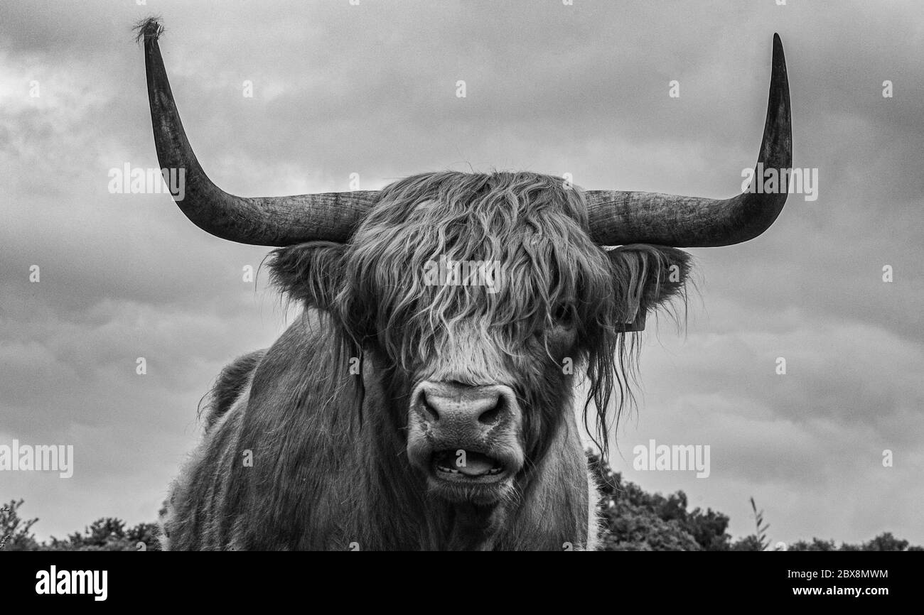 White Highland Cow High Resolution Stock Photography and Images - Alamy