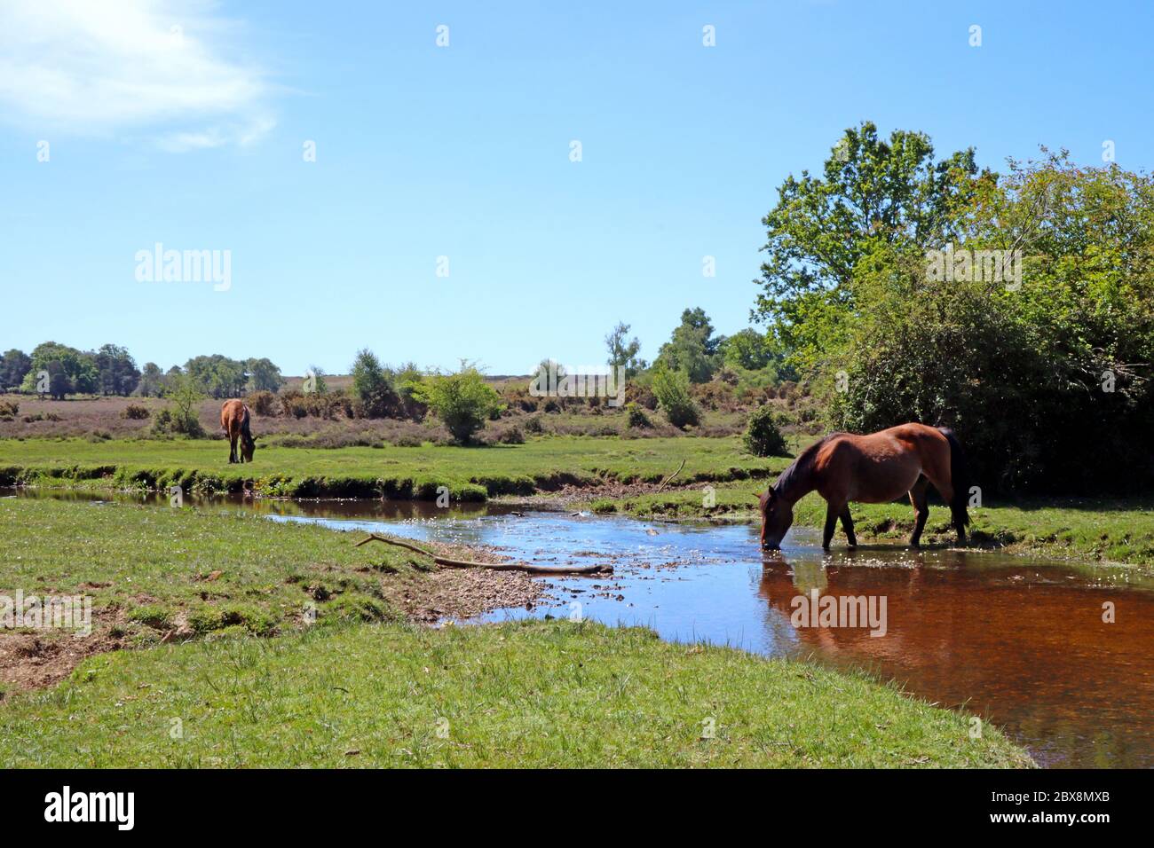 Horse drinking water from stream hi-res stock photography and images ...