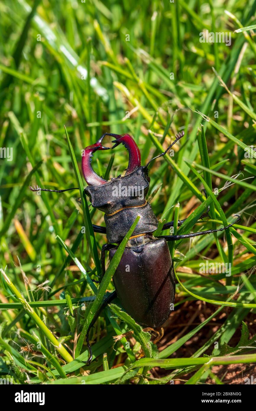 giant male deer beetle on the hunt for confectioners in green grass in ...