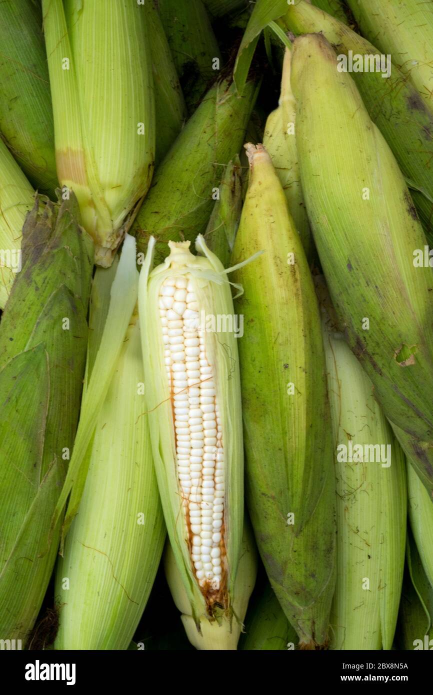 Vector, background, pattern. Raw maize / corn / sweet corn Stock Photo ...