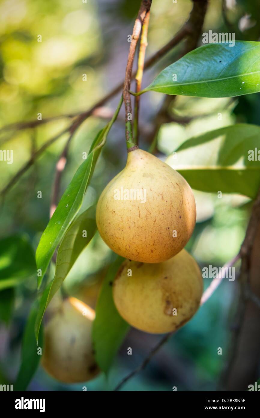 Wild true nutmeg (Myristica fragrans) fruits growing in the forest on ...