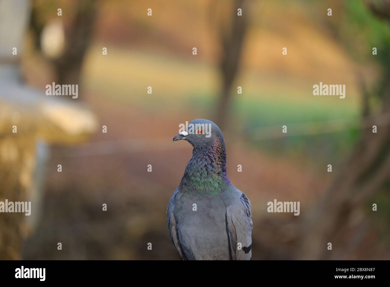 front view pigeon ultra hd image, pigeon bird Stock Photo - Alamy