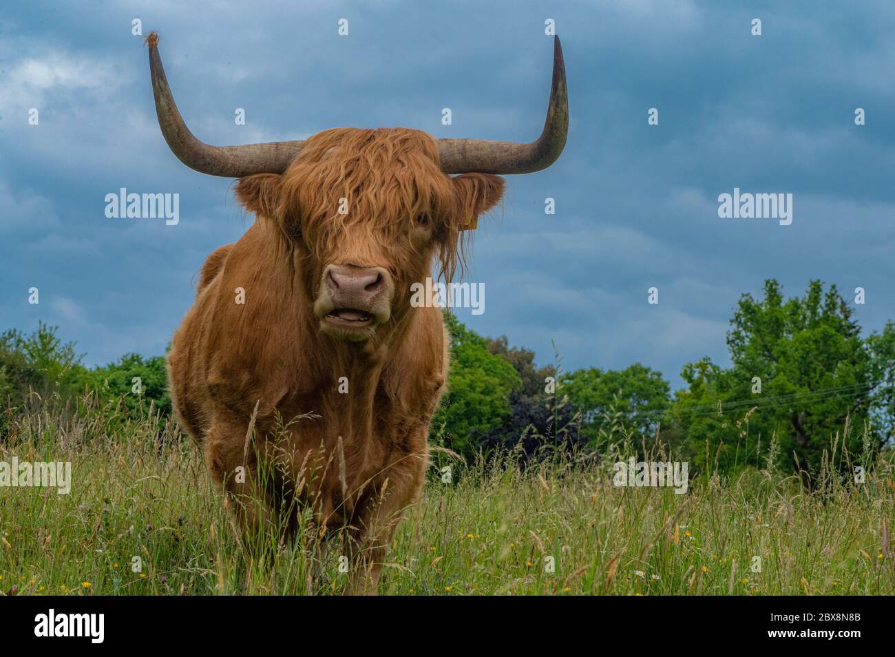 full body shot of a highland cow Stock Photo - Alamy