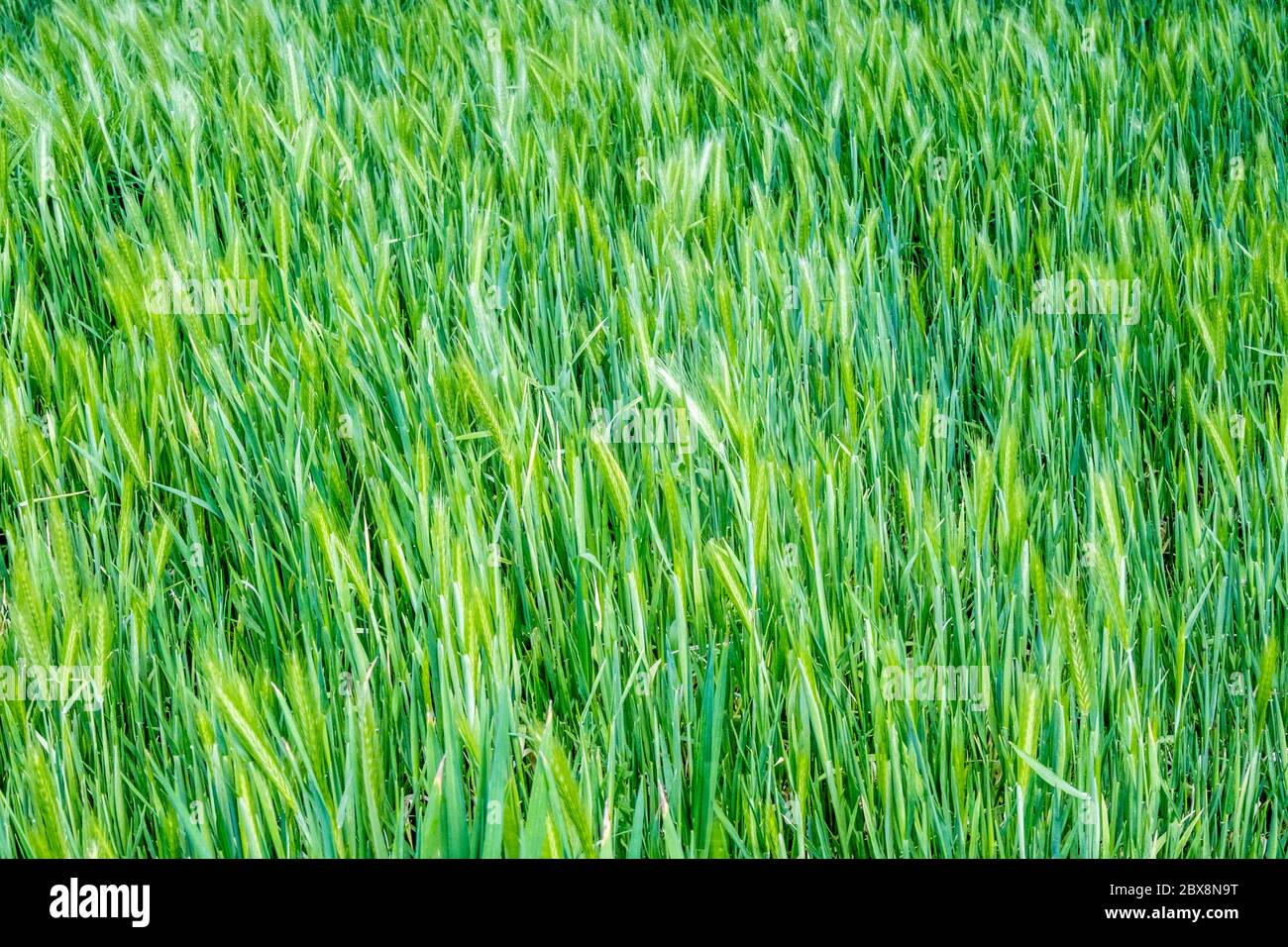 Backdrop, background, vector, design Stock Photo - Alamy