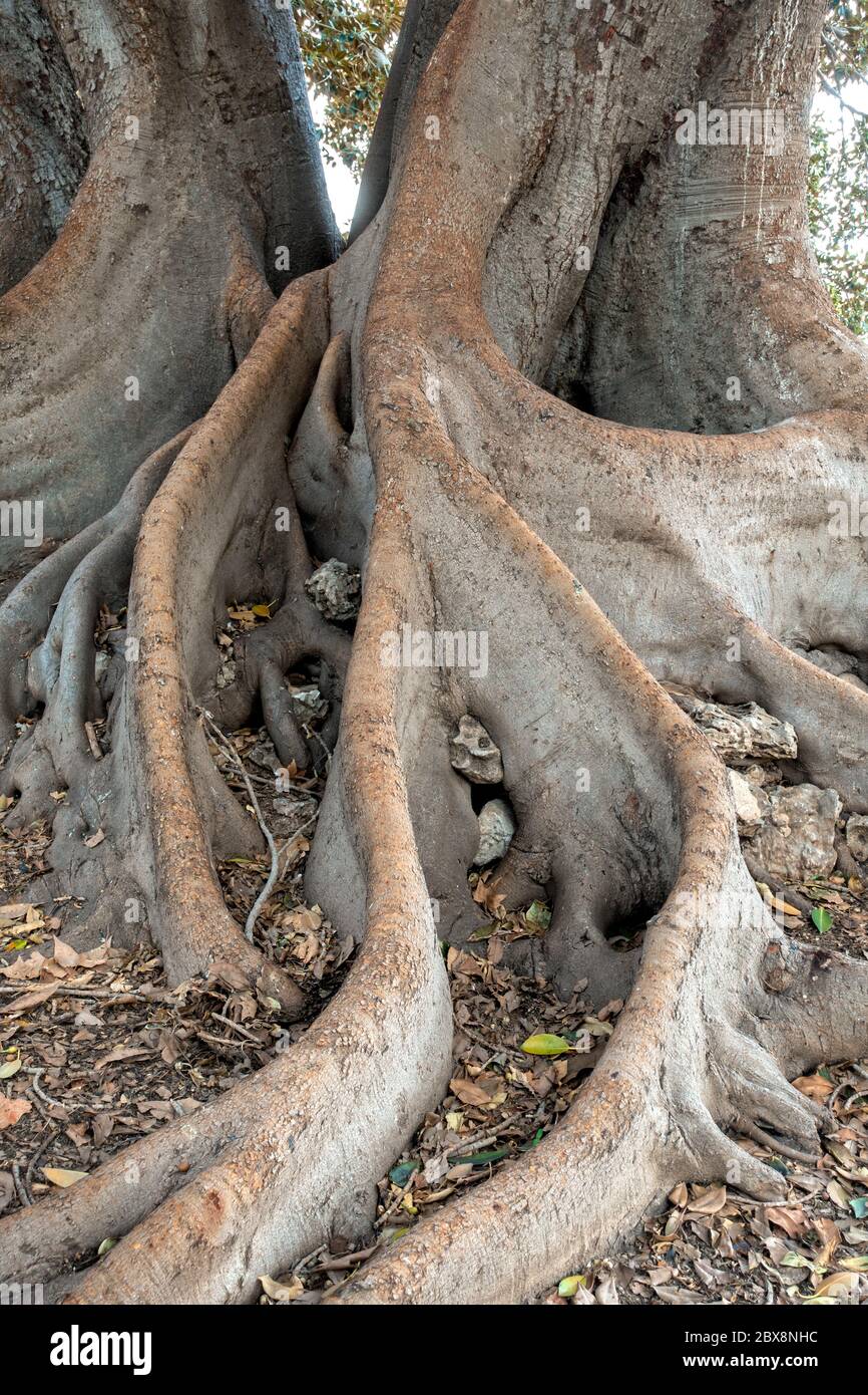 Ficus tree roots Stock Photo - Alamy Ficus tree roots Stock Photo - Alamy