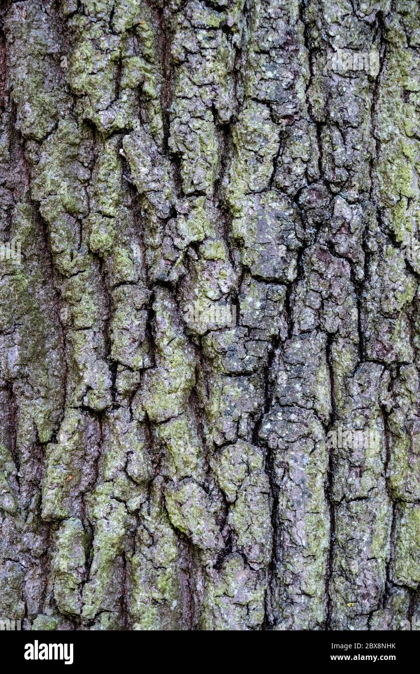 Organic tree bark (oak) background vector Stock Photo - Alamy
