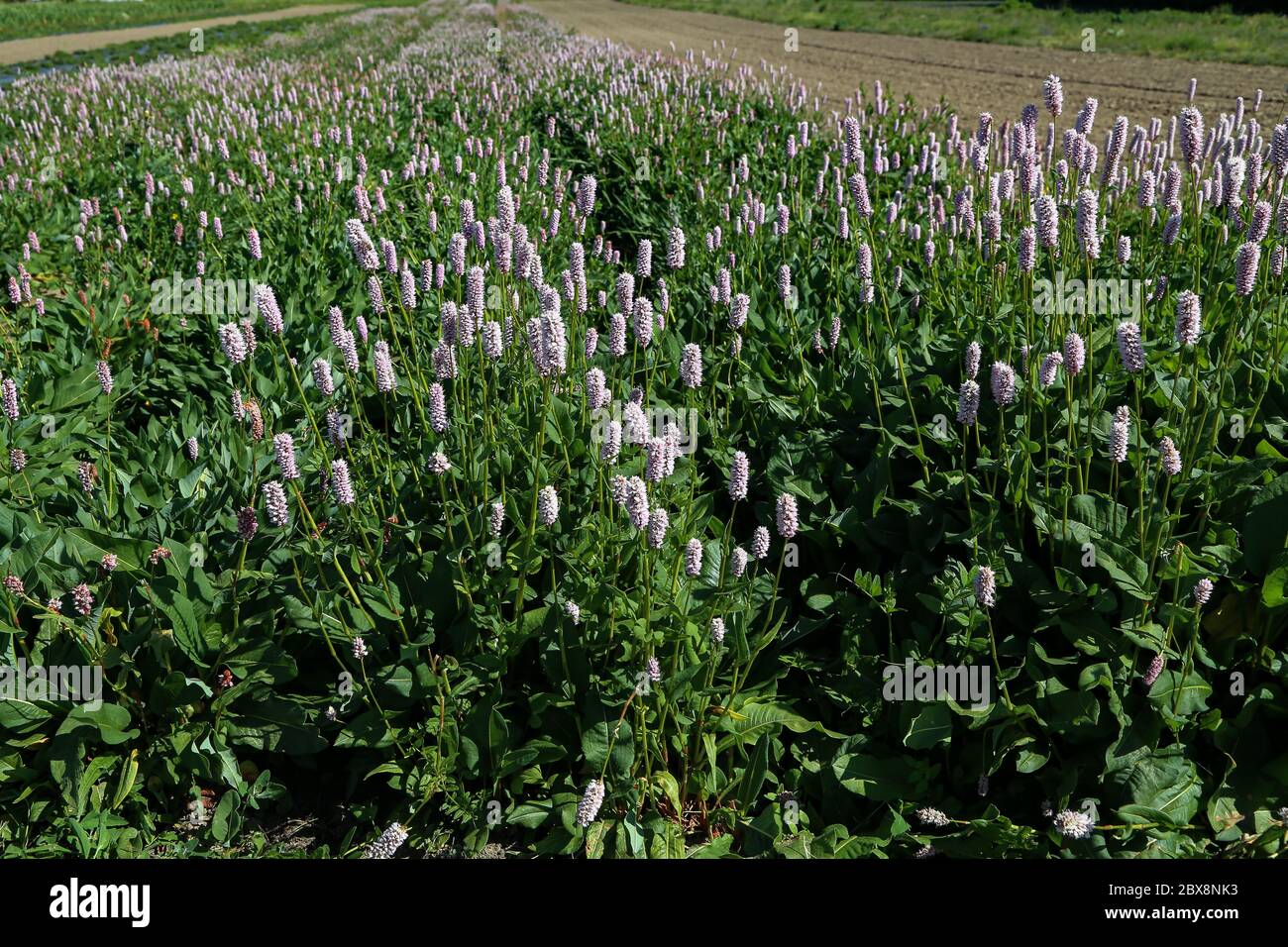 Plantain flowering plant with green leaf. Plantago major Stock Photo ...