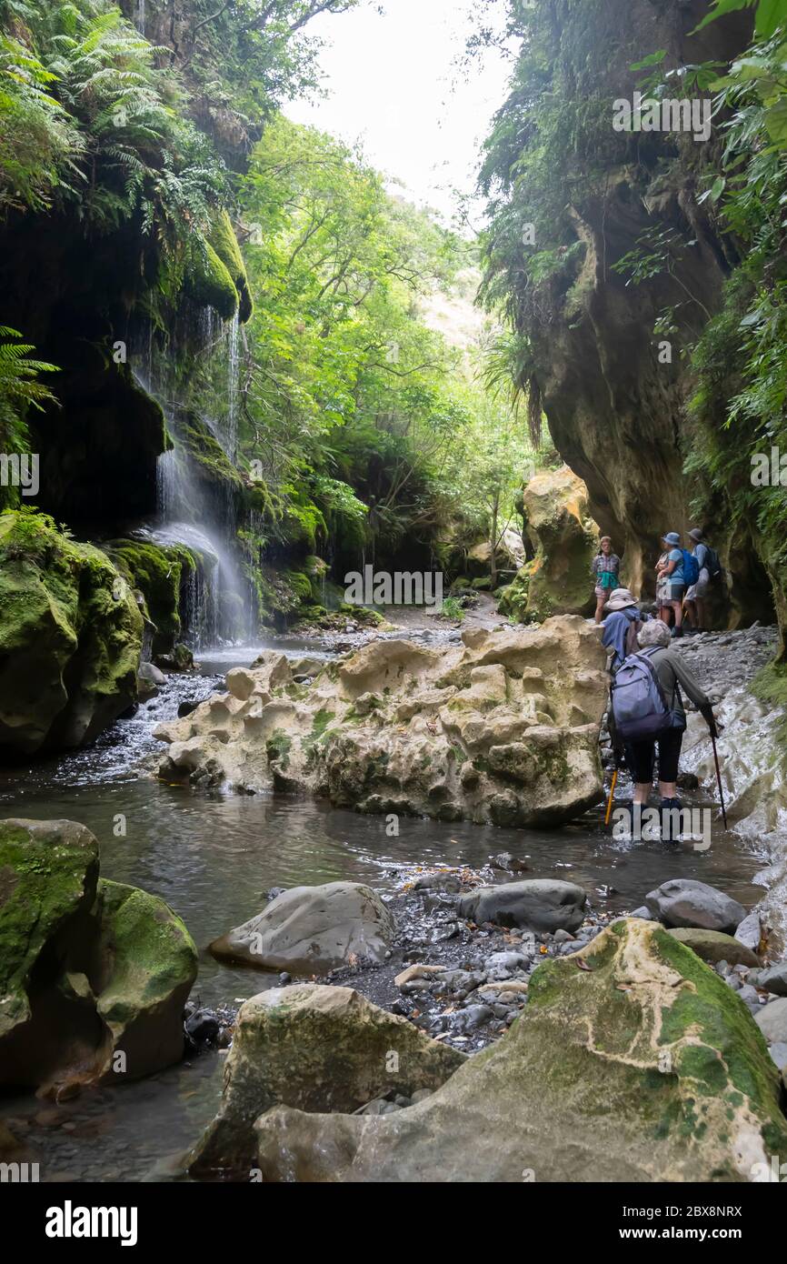People walking along stream in limestone gorge, Patuna Chasm, Wairarapa ...