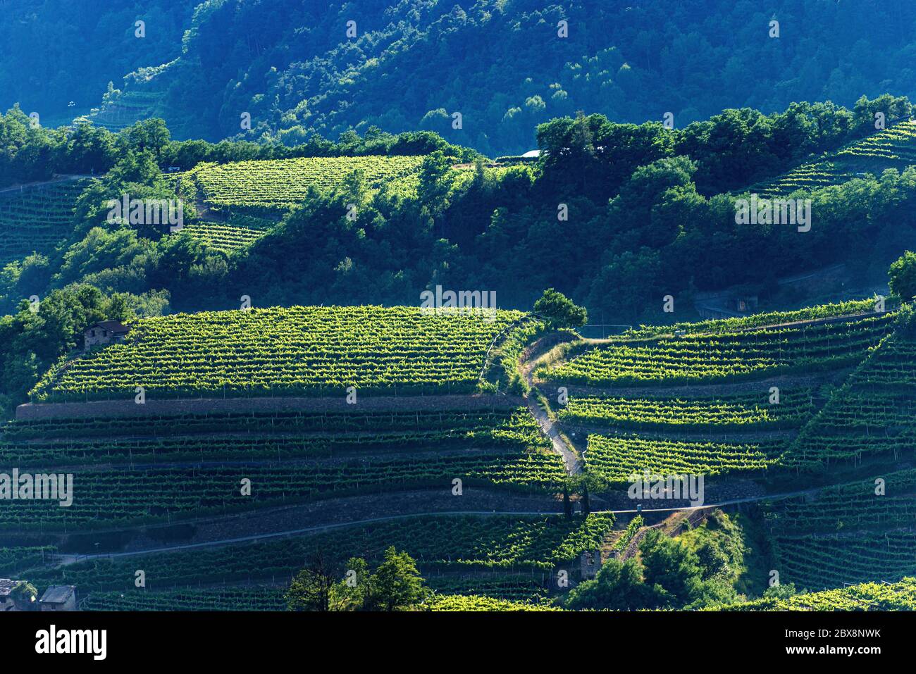 Terraced fields with green vineyards at summer, Italian Alps, Trento ...
