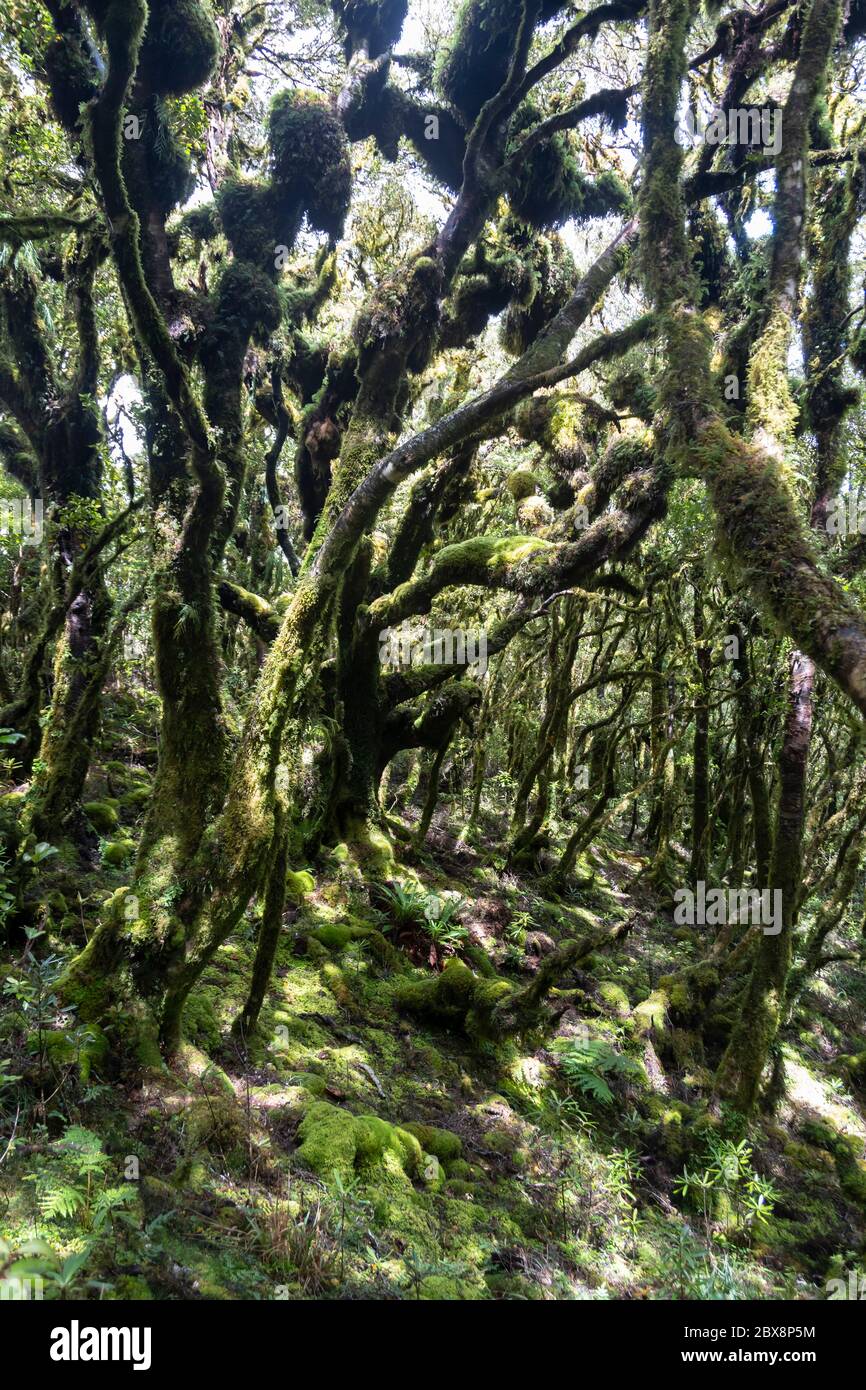 Moss and lichen on trees in cloud forest, Mount Pukeatua, Tararua ...