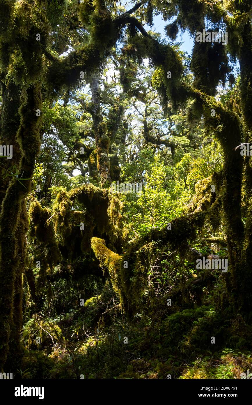 Moss and lichen on trees in cloud forest, Mount Pukeatua, Tararua ...