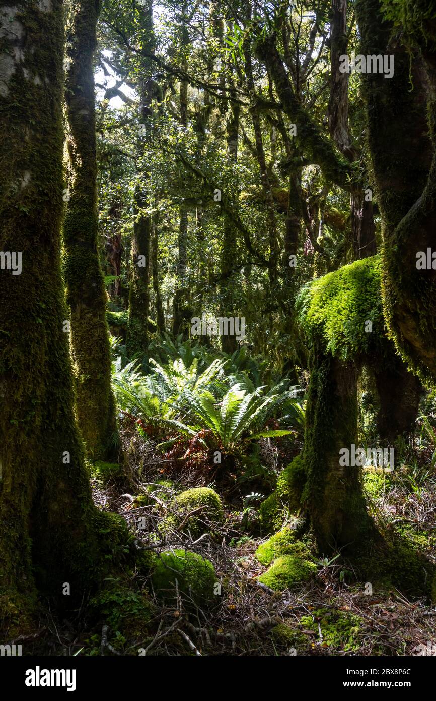 Moss forest, Mount Pukeatua, Tararua Forest Park, North Island, New ...