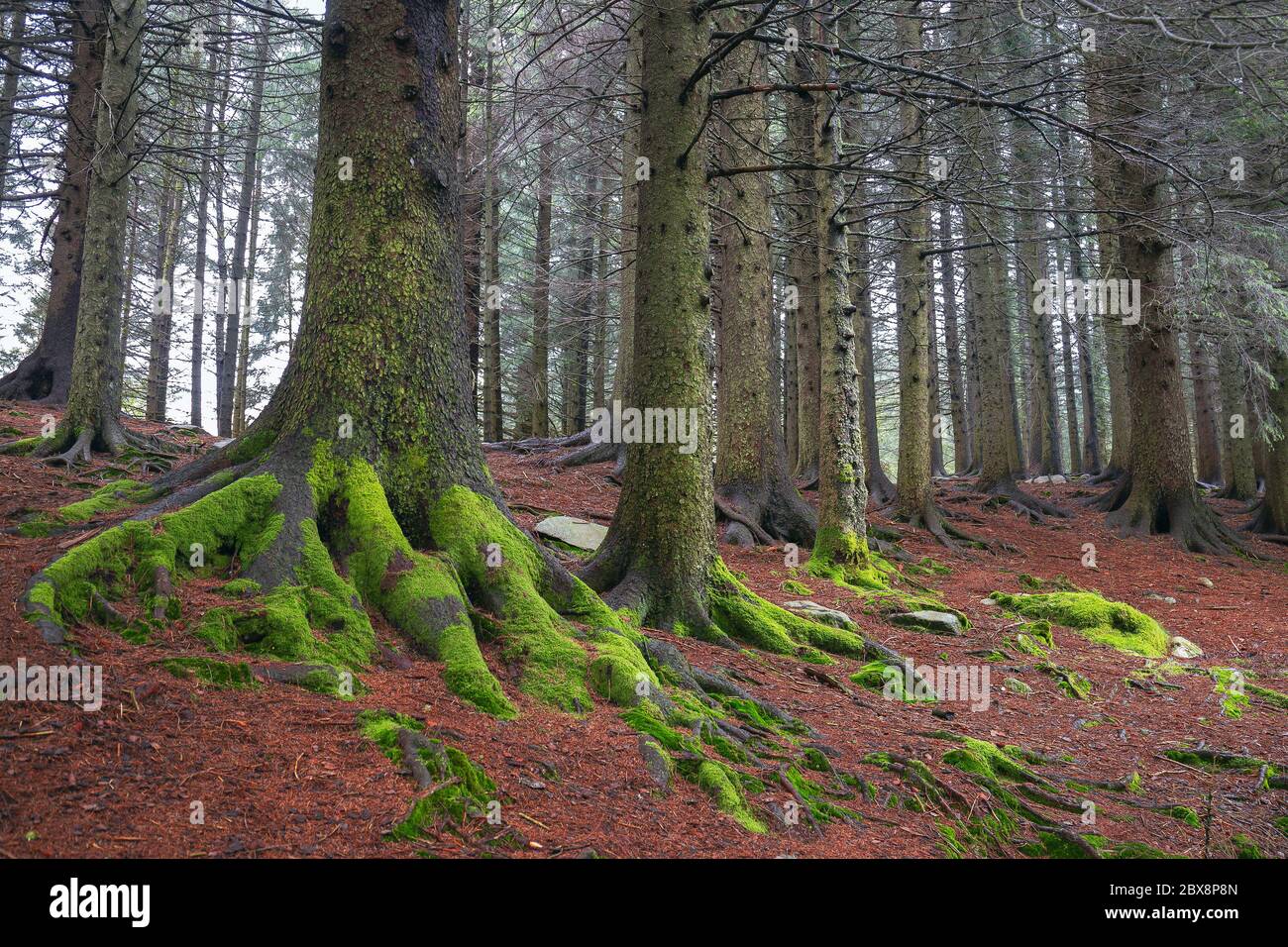 Norway bergen mount floyen hi-res stock photography and images - Alamy