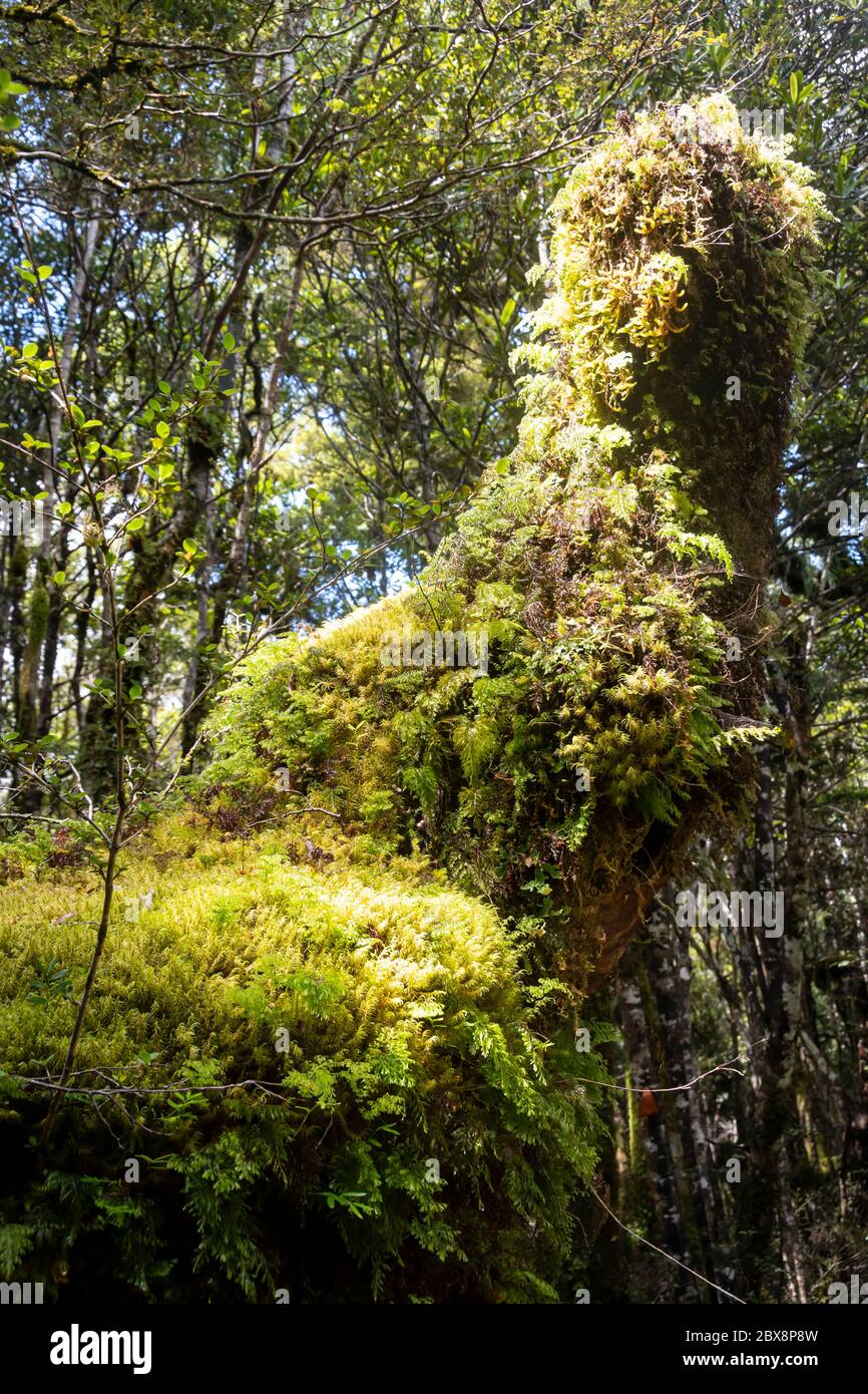 Moss and lichen on trees in cloud forest, Mount Pukeatua, Tararua ...
