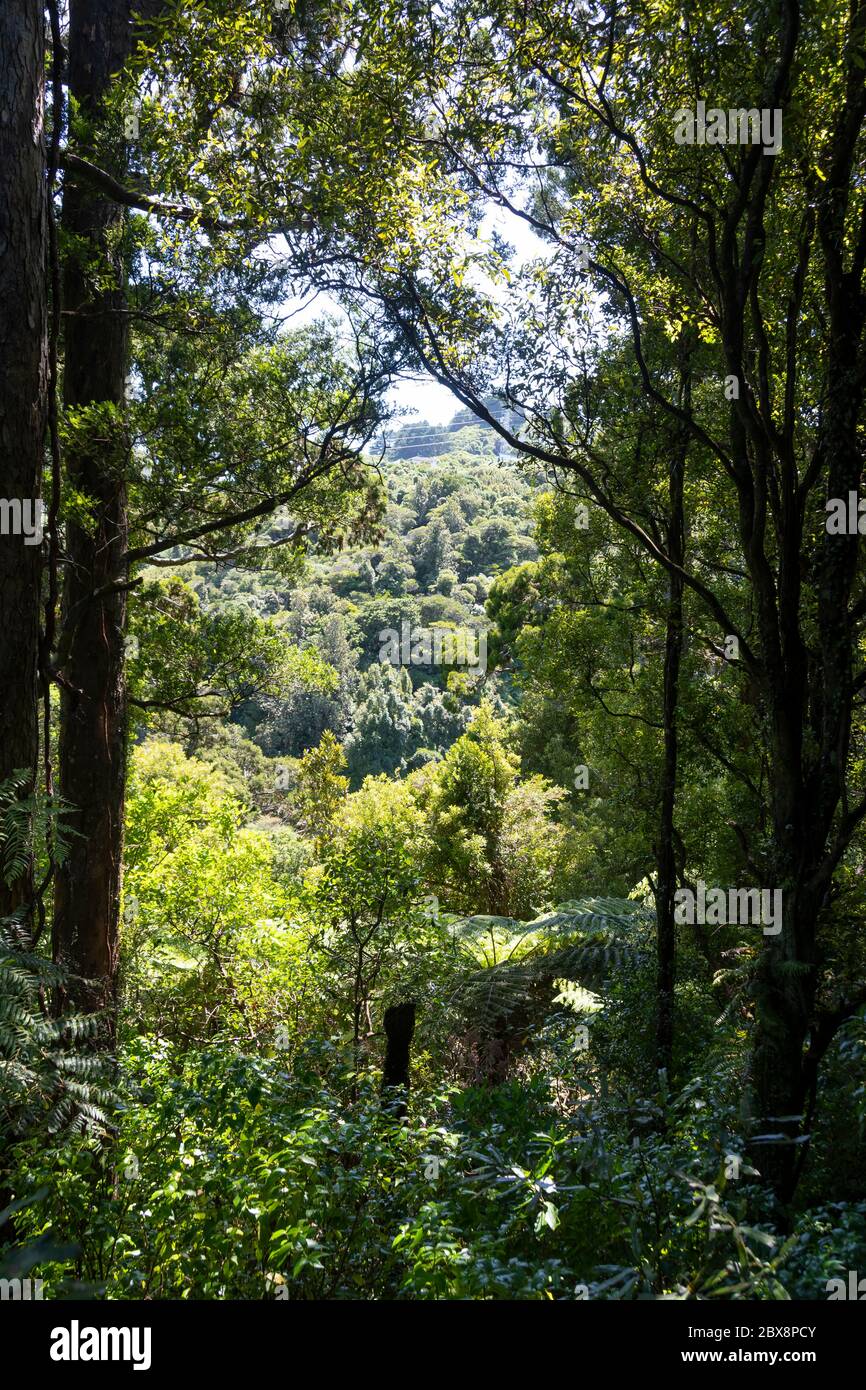 New Zealand native forest at Otari Bush, Wellington, North Island, New ...