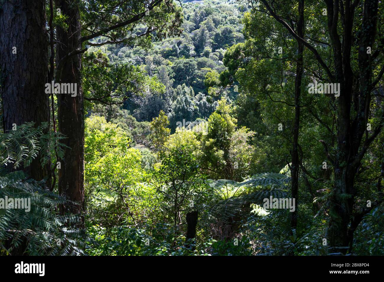 New zealand native bush hi-res stock photography and images - Alamy