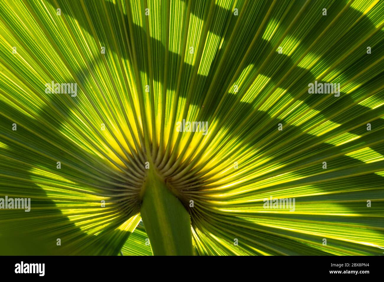 New zealand palm tree hi-res stock photography and images - Alamy