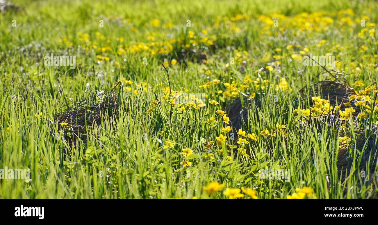 Rhizomatous perennial flowering plants hi-res stock photography and ...