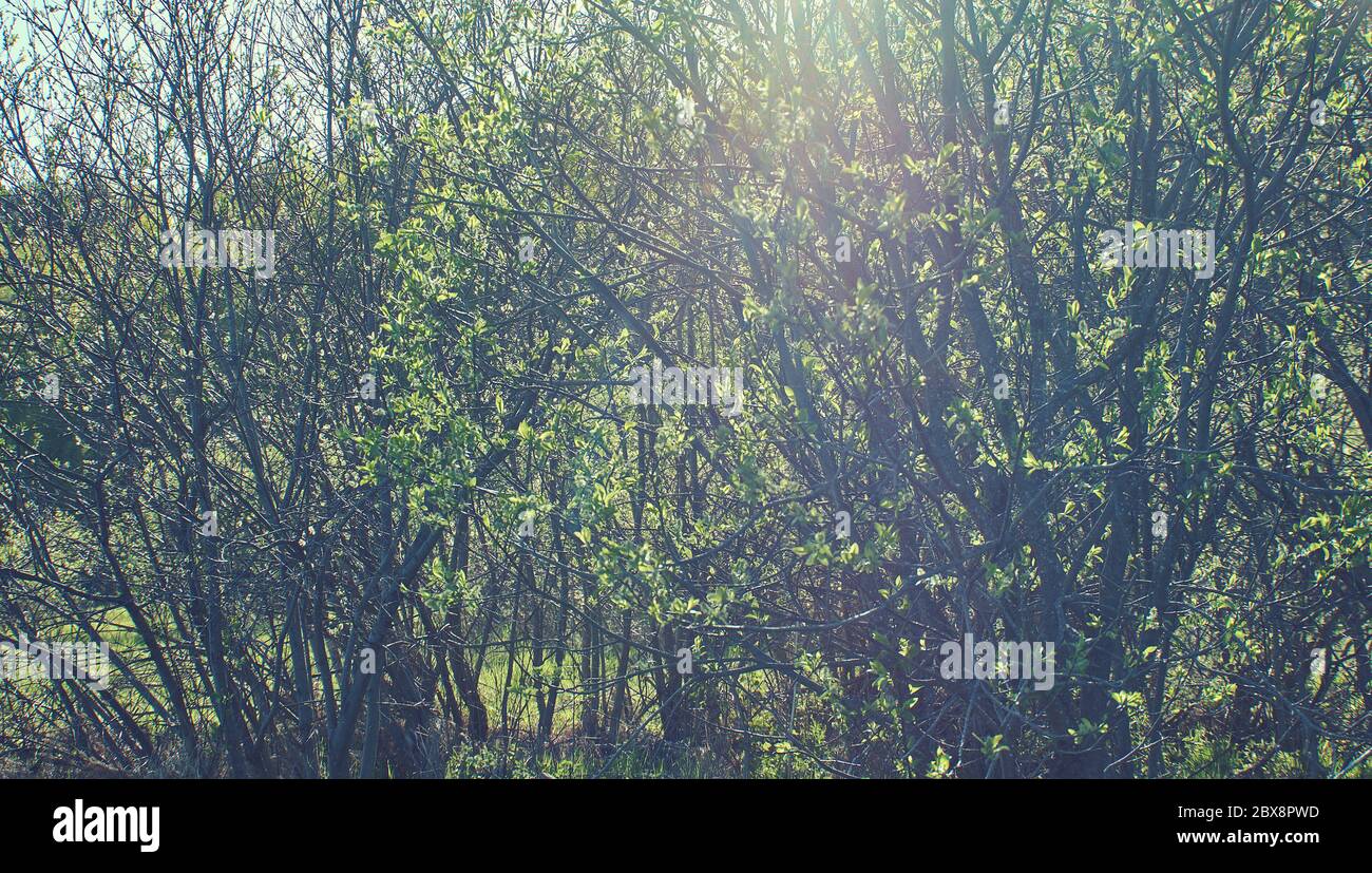 Spring blooming Salix glabra, . Willow tree branches with young green ...