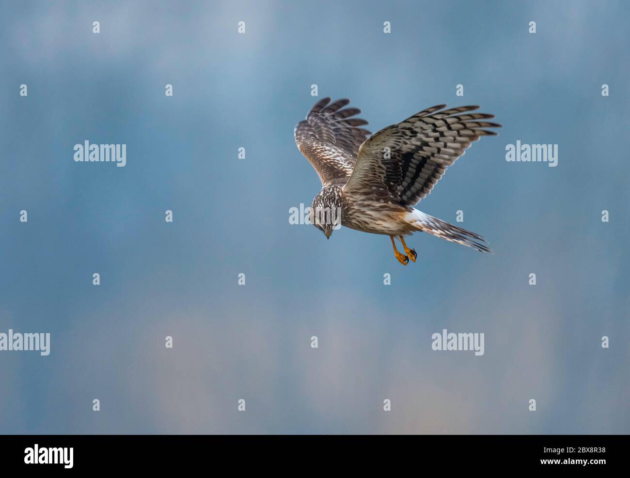 Female Hen harrier(Circus cyaneus) in flight and hunting over a stretch ...