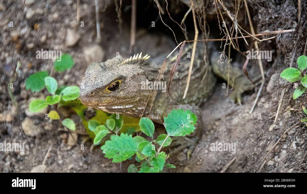 Tuatara burrow hi-res stock photography and images - Alamy