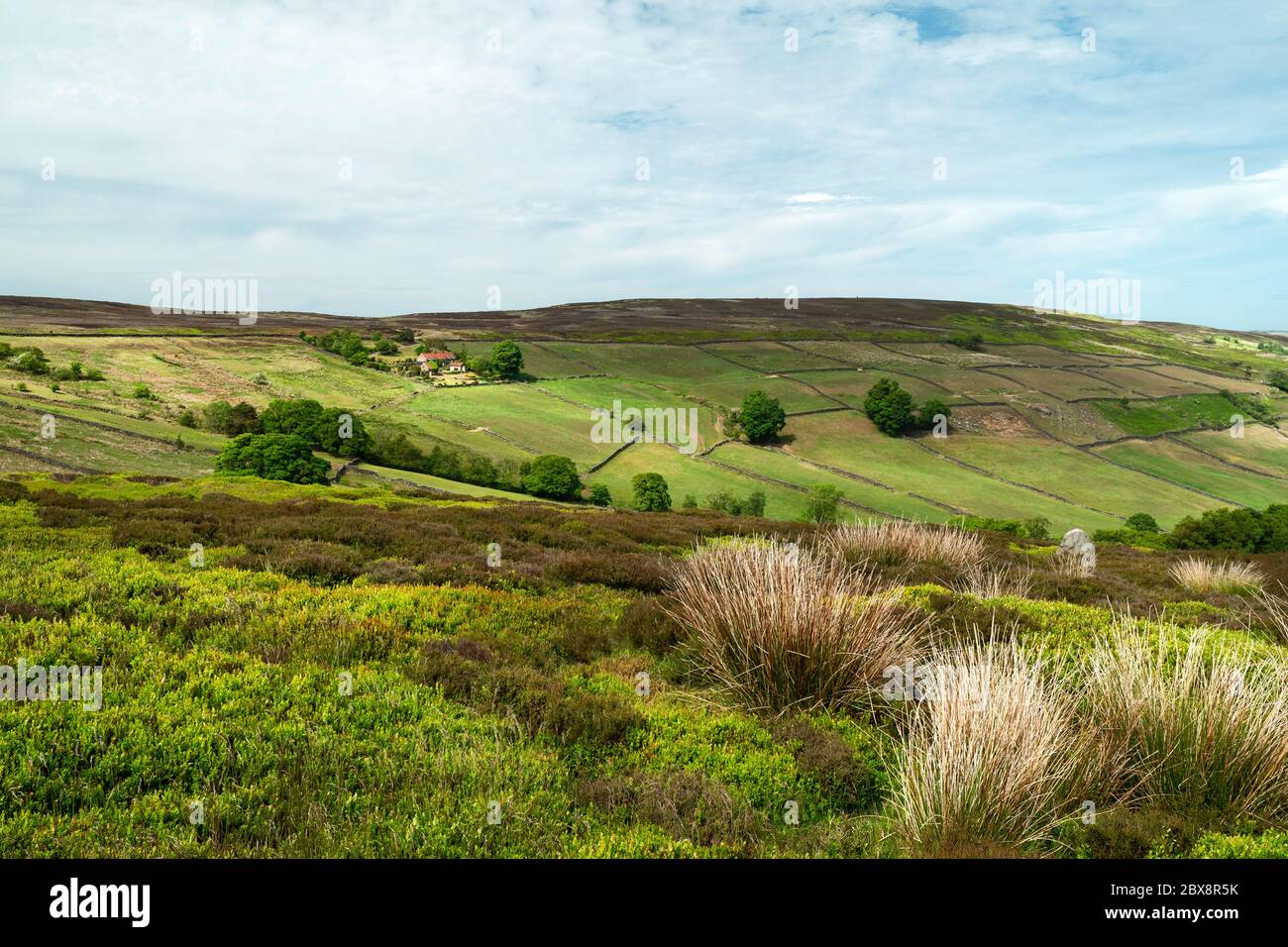 Heathland trees hi-res stock photography and images - Alamy