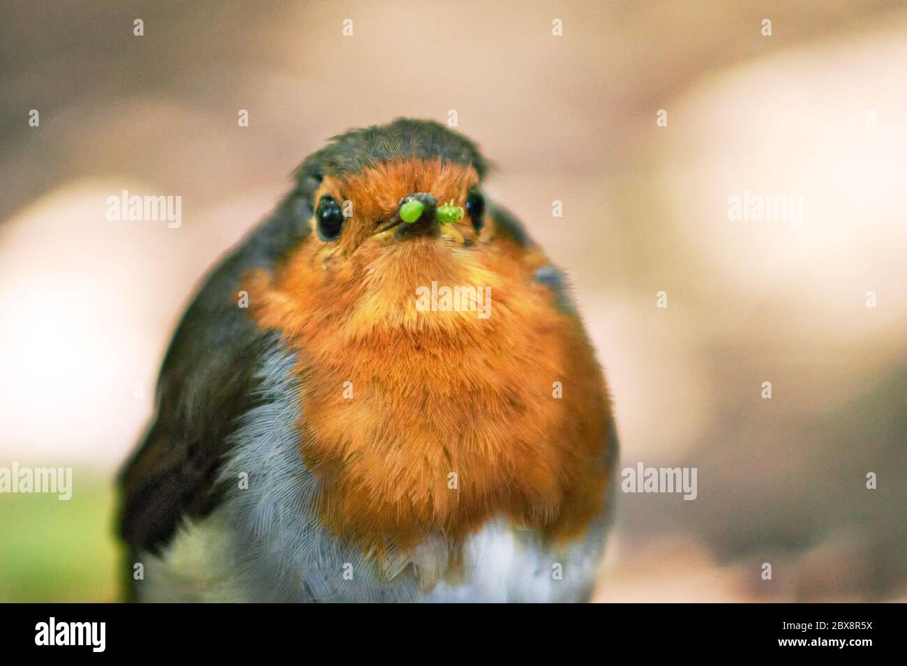 Little Robin in the nature Stock Photo - Alamy