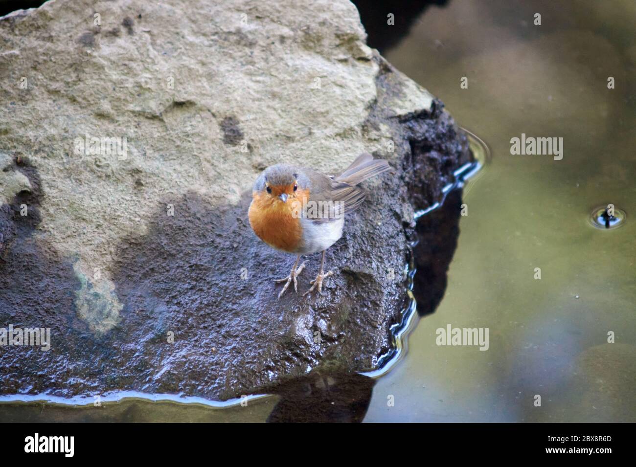Little Robin in the nature Stock Photo - Alamy