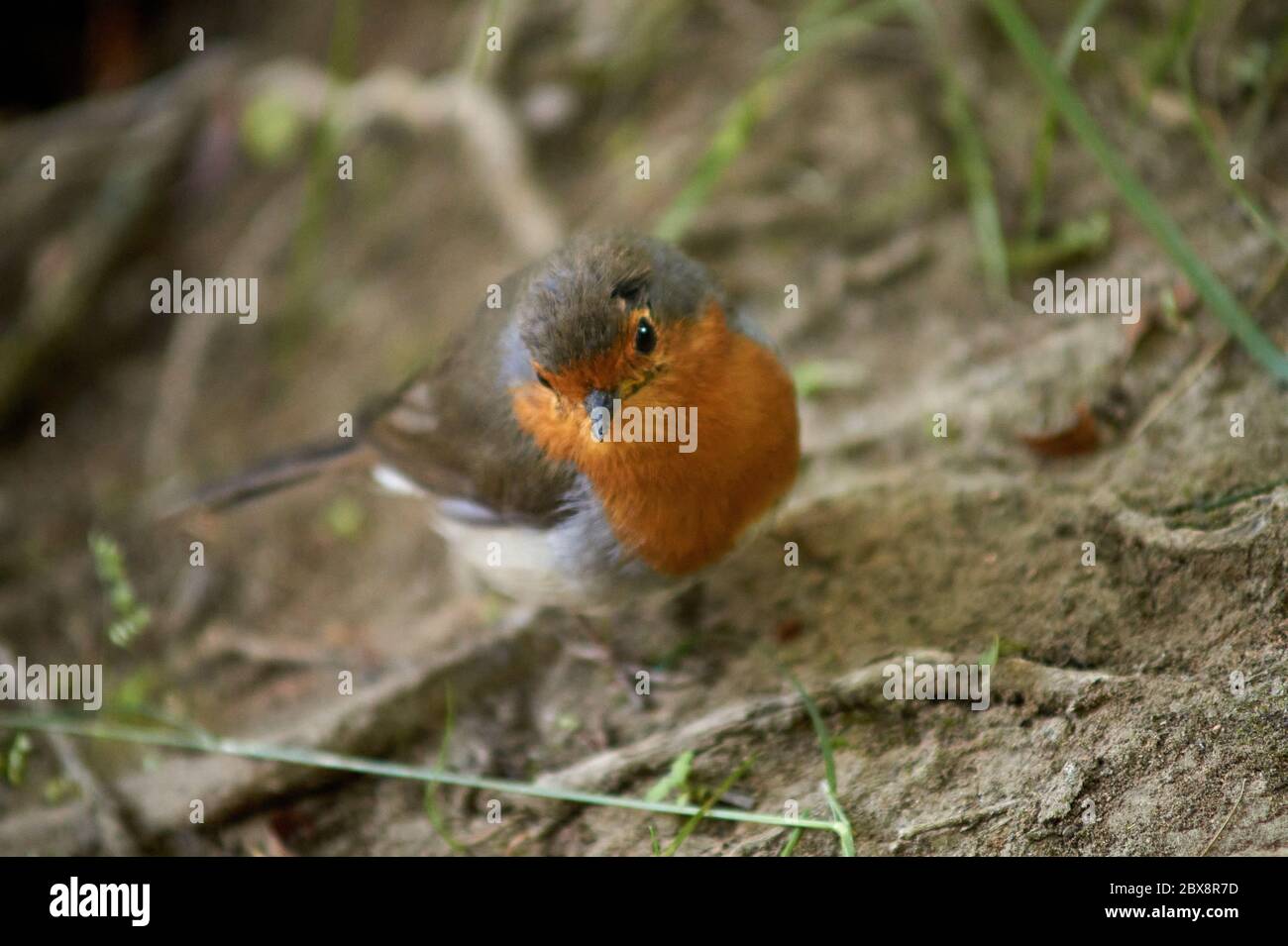 Little Robin in the nature Stock Photo - Alamy
