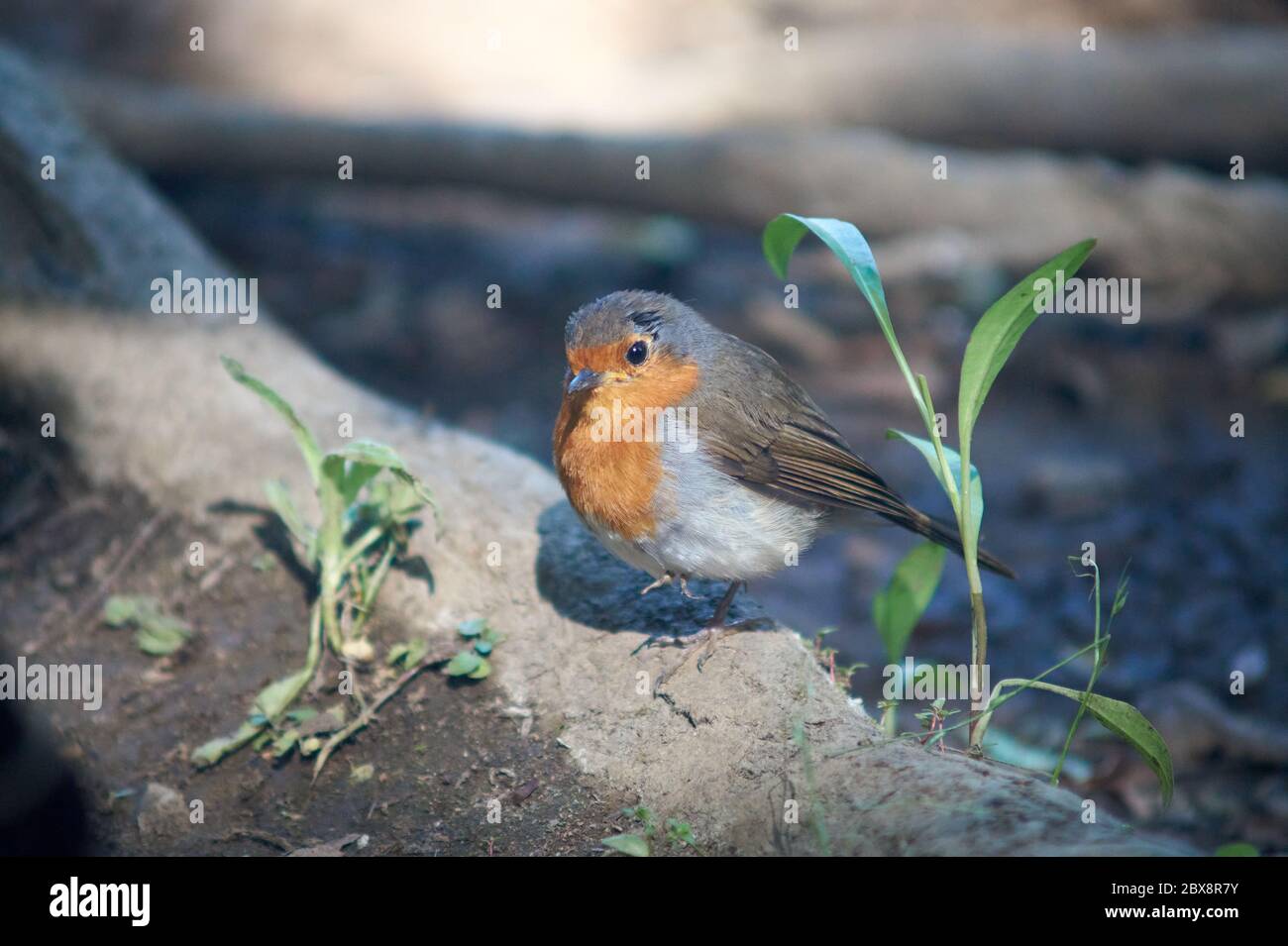 Little robin hi-res stock photography and images - Alamy