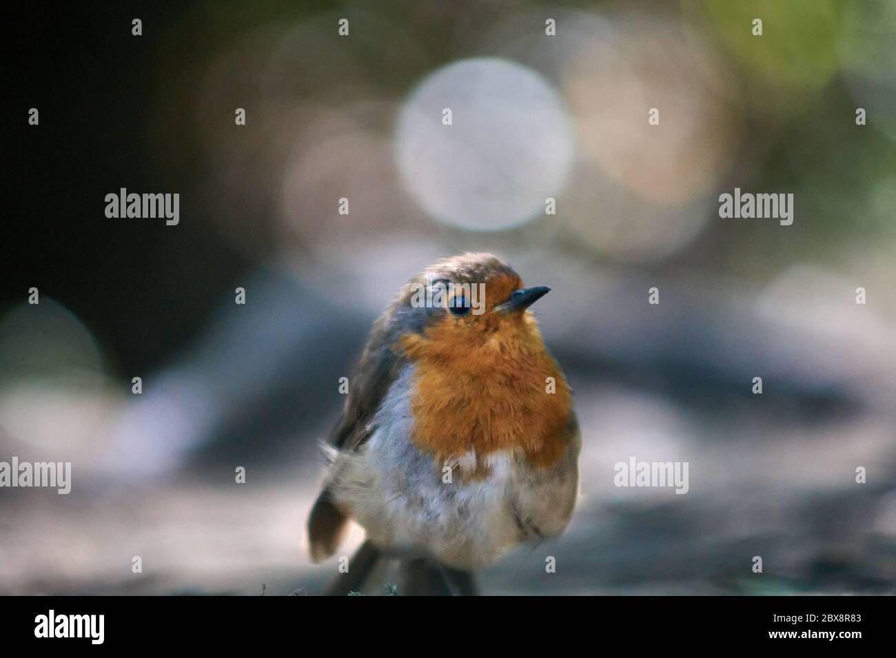 Little Robin in the nature Stock Photo - Alamy