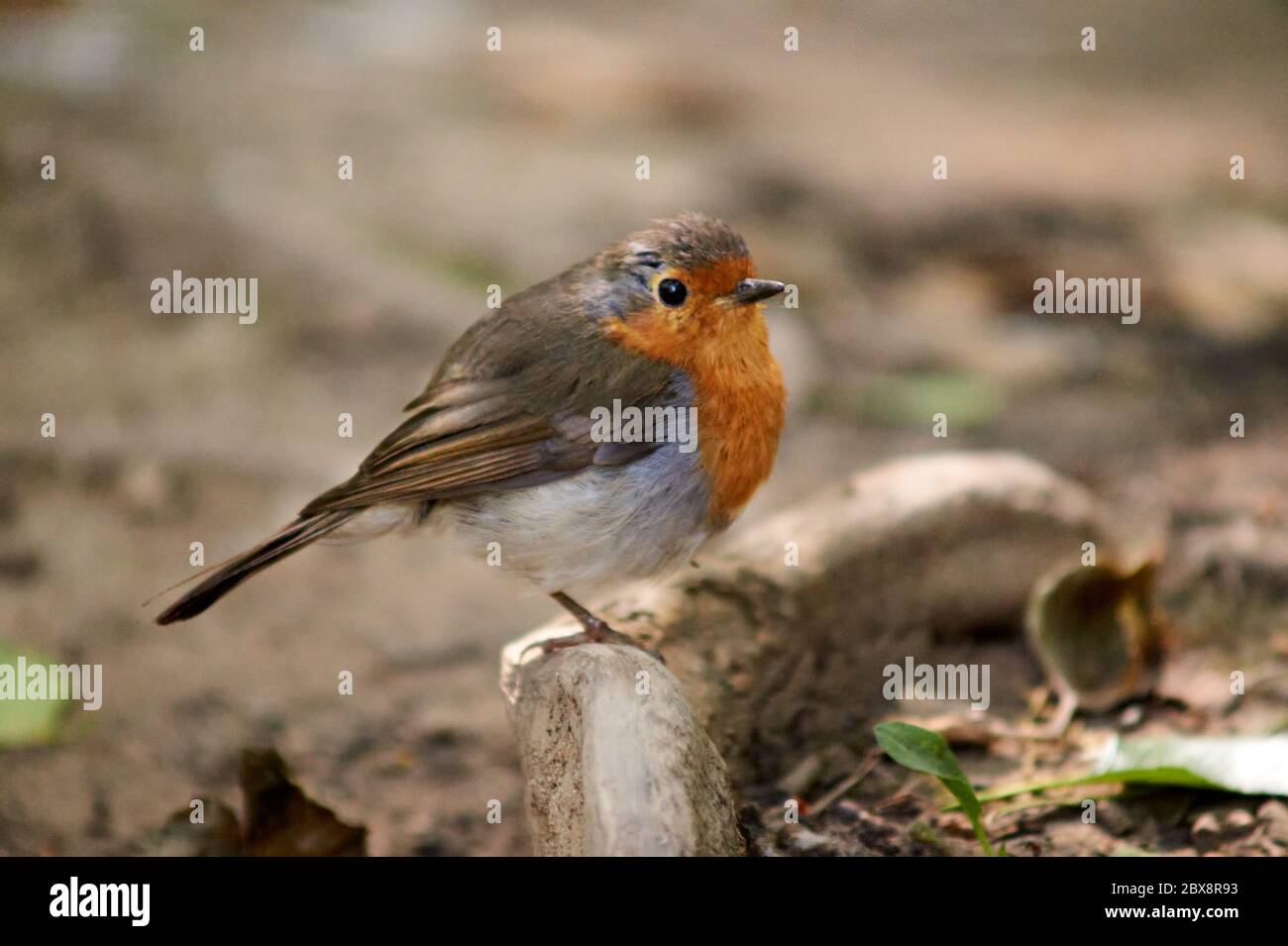 Little Robin in the nature Stock Photo - Alamy