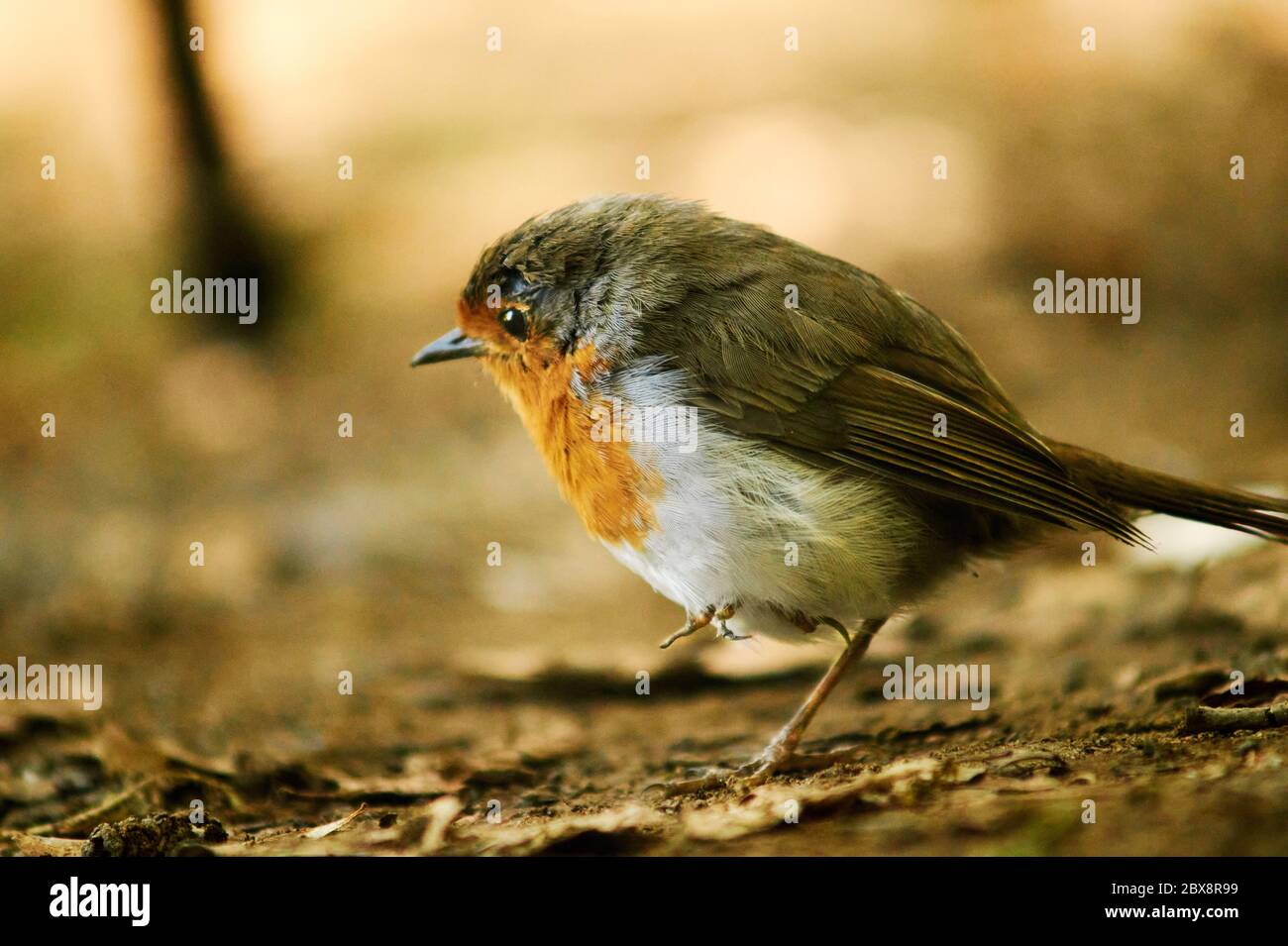 Little Robin in the nature Stock Photo - Alamy
