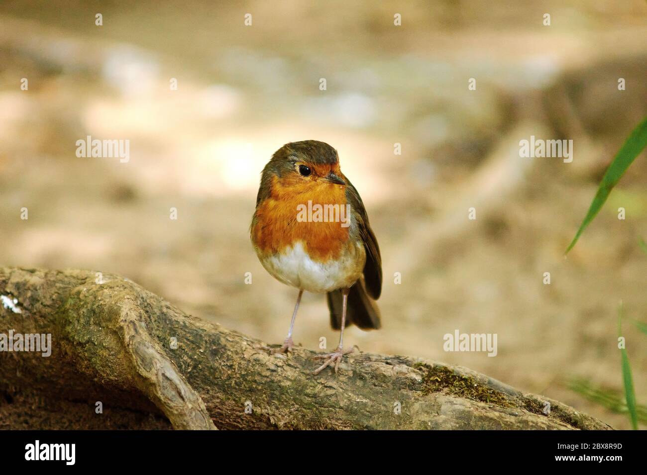 Little robin in nature hi-res stock photography and images - Alamy