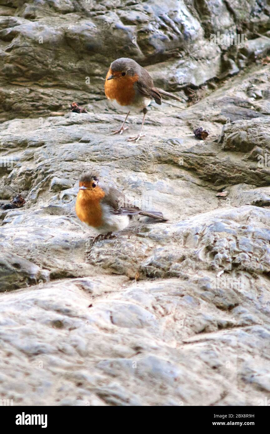 Little Robin in the nature Stock Photo - Alamy