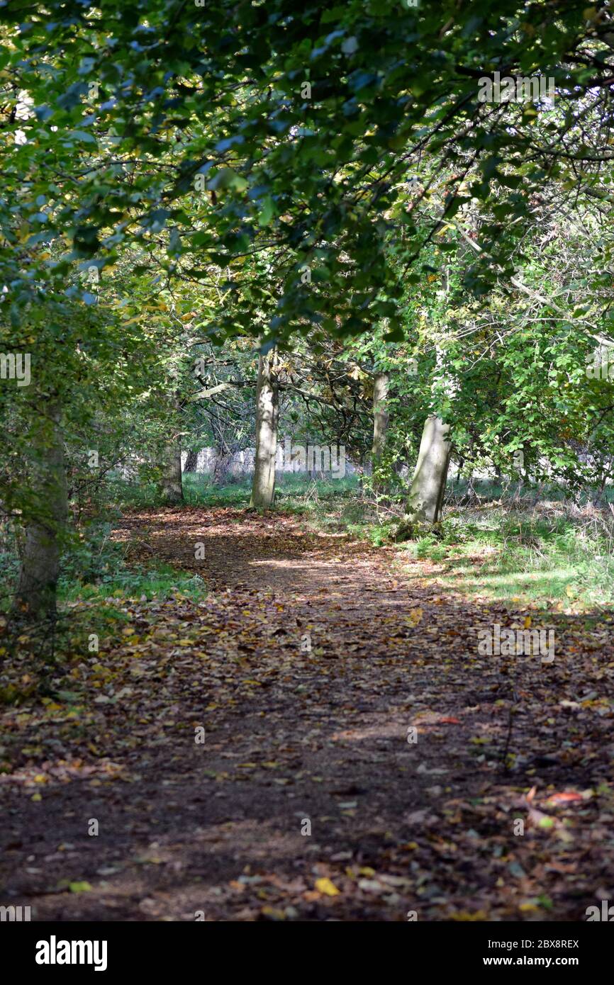 Country path covered in autumn leaves Stock Photo - Alamy