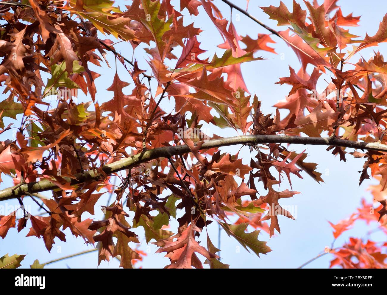 Russet colour hi-res stock photography and images - Alamy