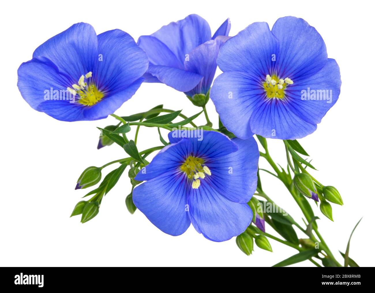 Flax blue flowers isolated on white background Stock Photo - Alamy