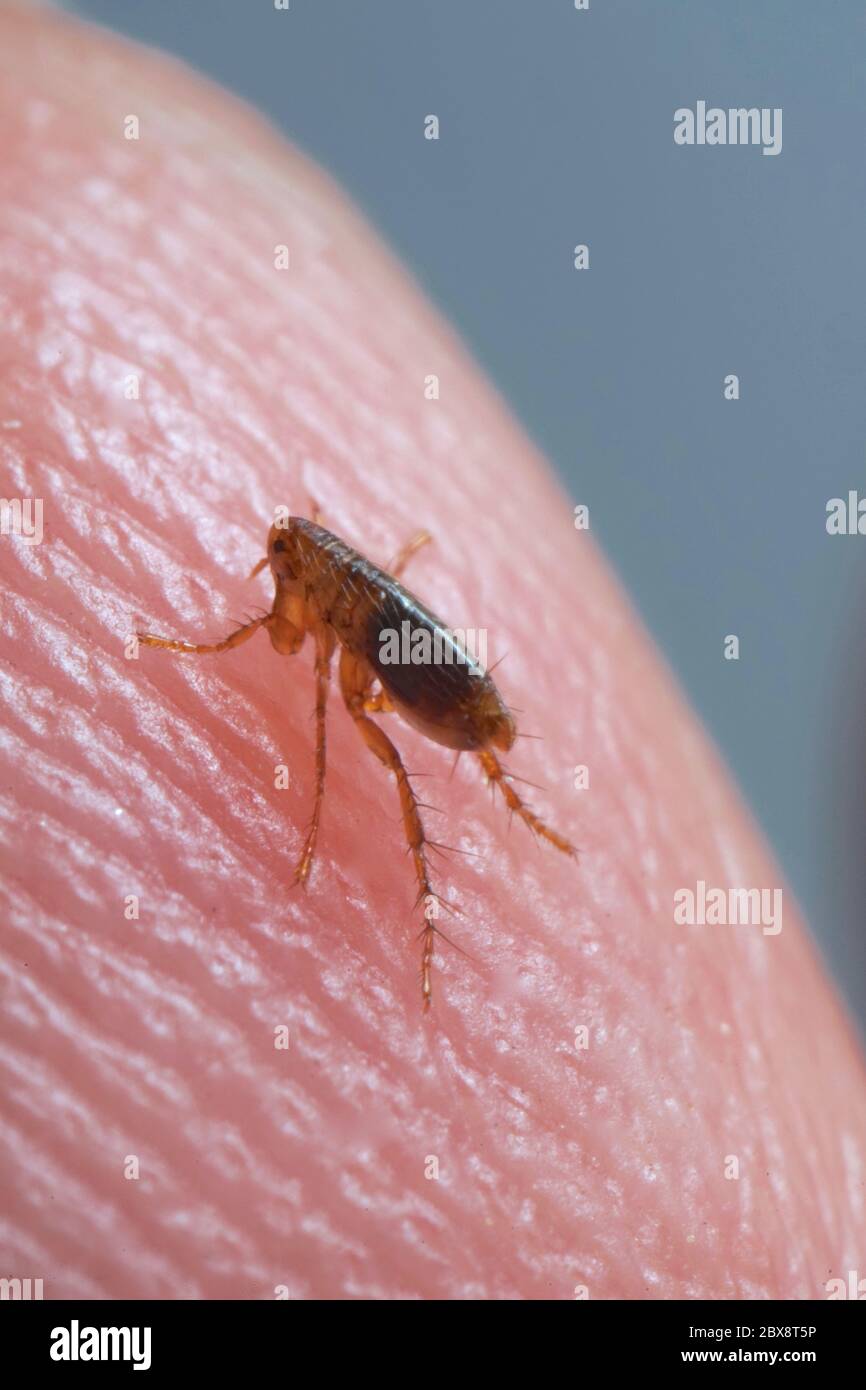 Human Fleas