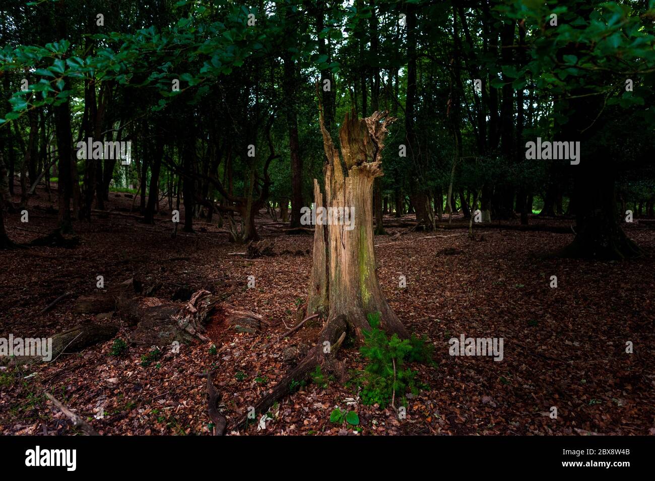 Rotting tree trunk hi-res stock photography and images - Alamy
