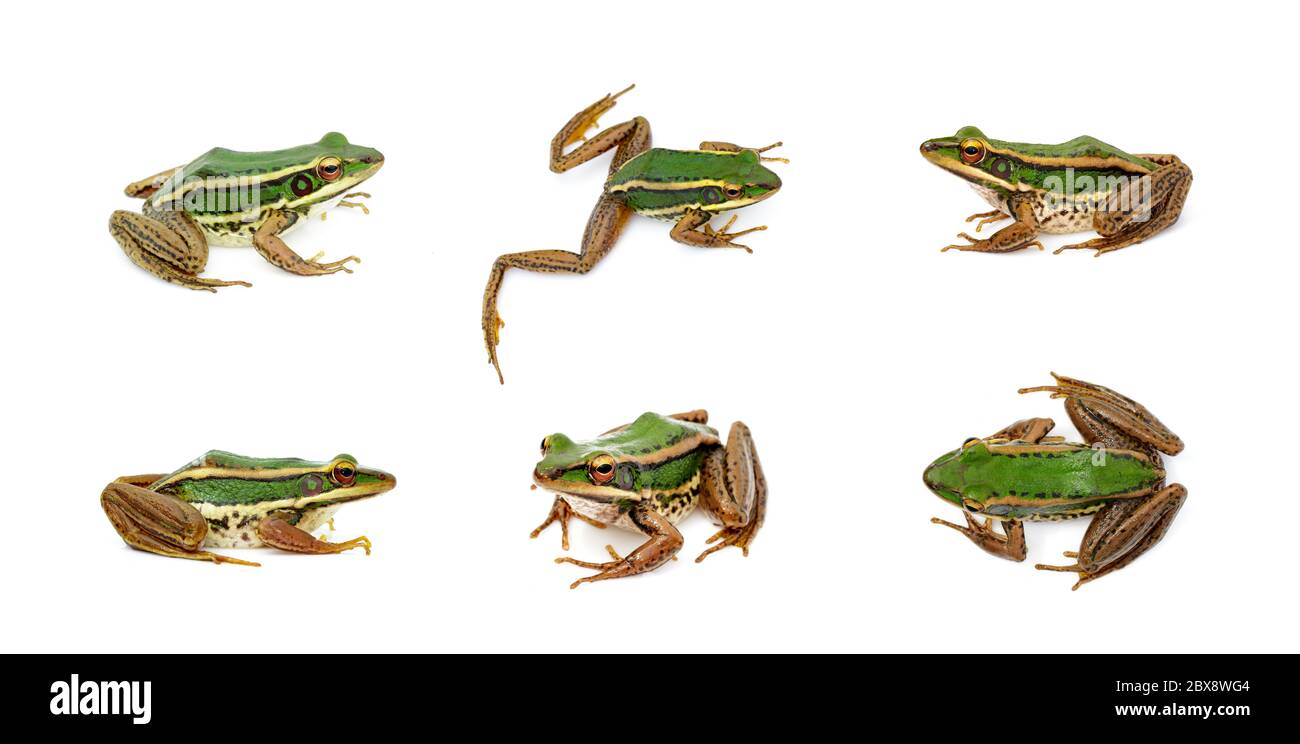 Group of paddy field green frog or Green Paddy Frog (Rana erythraea) on ...